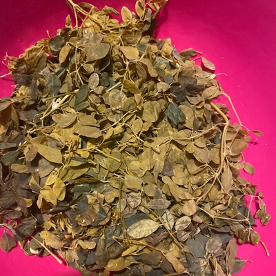 Fresh Green Organic Moringa Leaves From South FLORIDA, We Pick Them ...