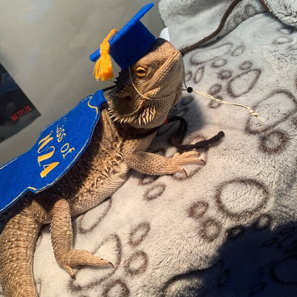 Bearded Dragon Graduation Cap and Gown - Etsy