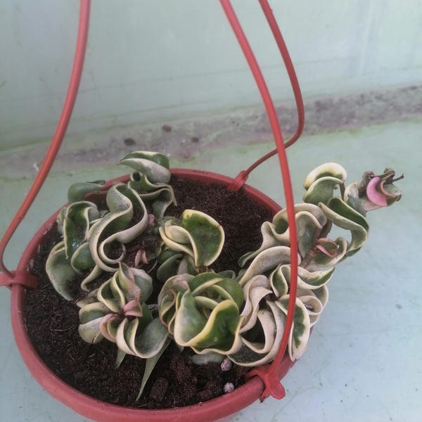 Adromischus Spp. Patte de Tortue – Succulente Rare – Petite Plante ...