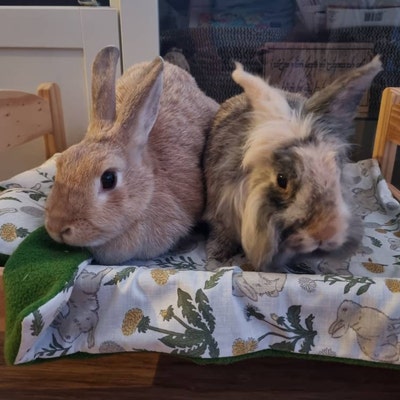 Bunny Cushion for Ikea Bed for Rabbits, Cats, Dolls, Pets - Etsy