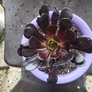 Imported Living Stone Lithops Succulent Plant - Etsy