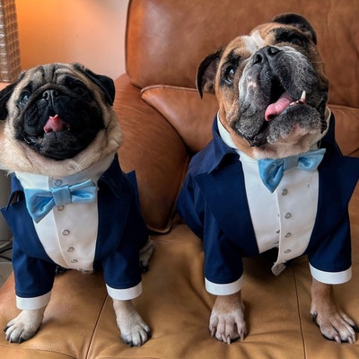 Navy Blue Dog Tuxedo With Sky Blue Bow Tie Bespoke Dog Tuxedo - Etsy