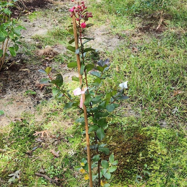 2 Sugar Maple Tree 18-24 Inches Tall Bareroot, Buy 2 Get 1 Free, Shade ...