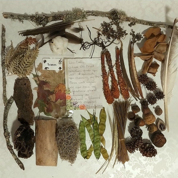 Lg Forest Findings Collection, Dried Botanicals, Forest Decor ...