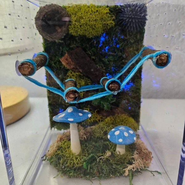 BACKLIT Magical Forest Jumping Spider Enclosure, You Choose Color ...