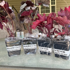 Henryii Turkish Cap Lily 2/bag - Etsy