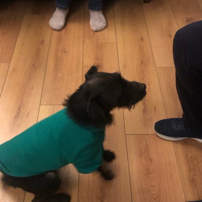 Italian Greyhoundxldog Coat Sewing Pattern Greyhound Shirt - Etsy