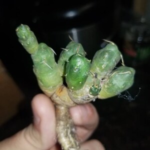 Puna Incahuasi Cactus/succulent - Etsy