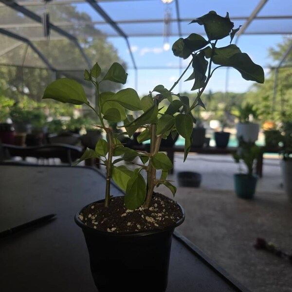 TWO Orange Bougainvillea Plants in One Pot, 3.5" Pot, Orange Flowers ...