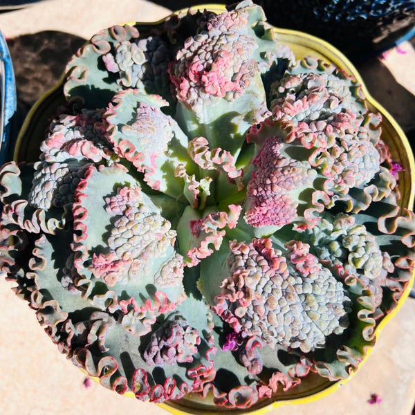Echeveria Sea Dragon, 10", Curly Succulent, Rare Succulent, Succulent ...