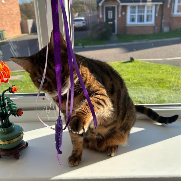Magical Moon Cat Wand Catnip Toy, Gift for Cat Lovers, Gift for Kittens ...