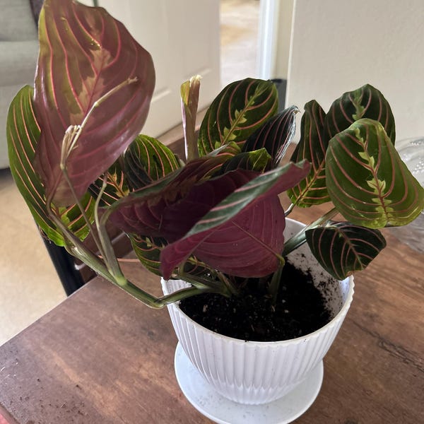 Tradescantia Bubblegum Nanouk Plant - 4 Inch Pot - Optional Decorative ...