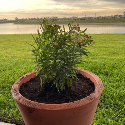 Warwick Comet Hosta 1 Container - Etsy
