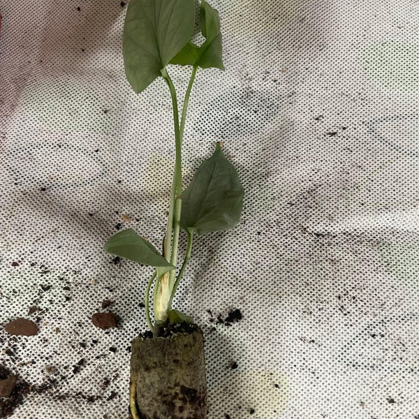 Philodendron White Princess #2 Starter Plant (ALL STARTER PLANTS ...