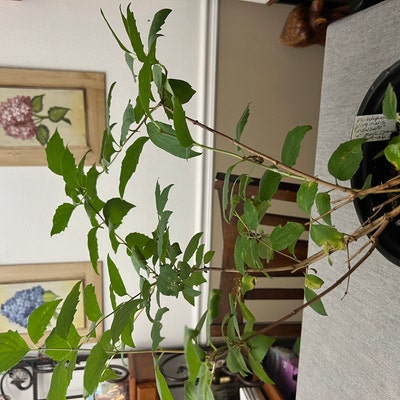 Hillis Variegated Rose of Sharon Hibiscus Syriacus 1 Gallon Pot Size ...