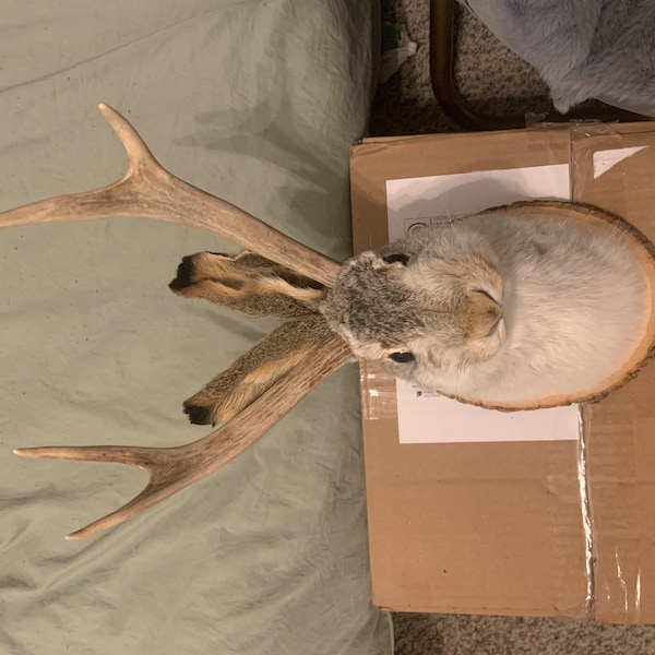 Taxidermy Jackalope on Rustic Wood Slab - Etsy
