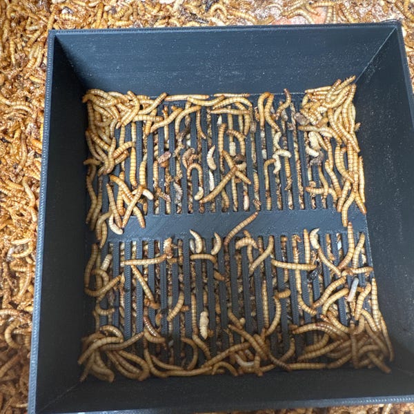 Dubia Self Cleaning Breeder Box Farm, Large 8 Gallon, Roach Breeding ...