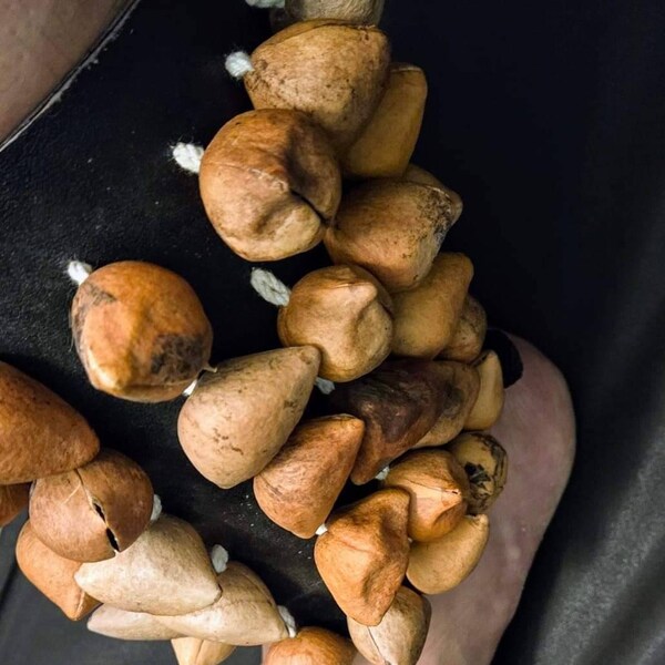 Rattle Ayacaxtli Ayoyotl Native Mexica - Etsy