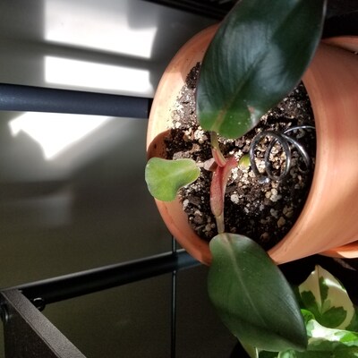 Philodendron Royal Queen Starter Plant ALL STARTER PLANTS Require You ...