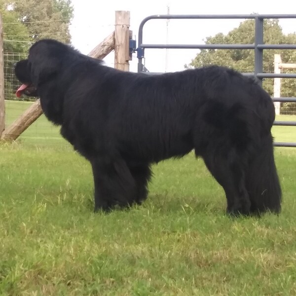 Personalized Newfoundland Dog Decal, Car Window Sticker - Etsy