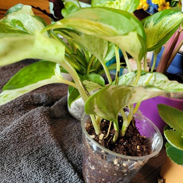 Potho Manjula High Viraigation Rare, Cuttings & Established Plants - Etsy