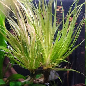 3 Blyxa Japonica Plants Live Aquarium Plants Free S/h Live Aquatic ...