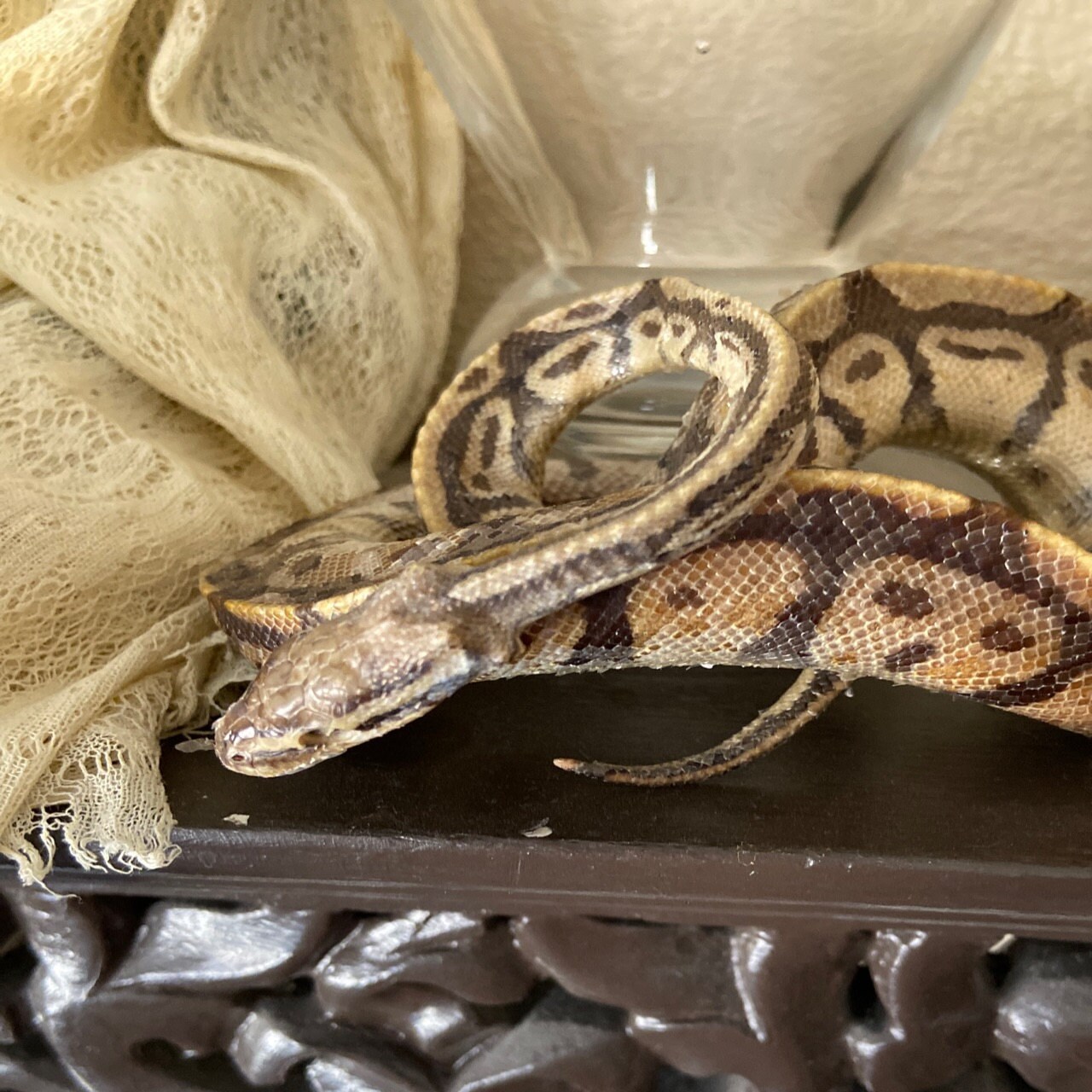 Snake mummified wet specimen Skeleton dried preserved oddities mystery ...