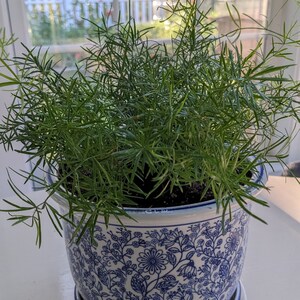 Ajuga Feathered Friends fierce Falcon Plant in 3 1/2 Pot Perennial ...