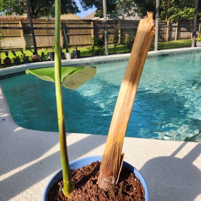 Musa Coccinea Scarlet Banana Live Rhizome Tropical Plant - Etsy