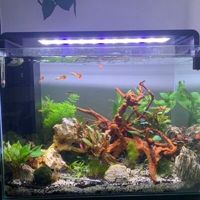 25 Bunched Ceramic Ringed Live Aquarium Aquatic Fish Tank - Etsy UK