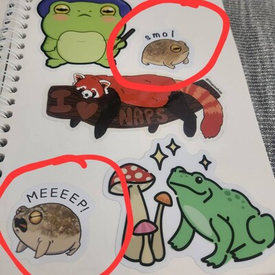 Cute Desert Rain Frog Sticker, Funny Animal Meme Sticker, Water-bottle ...