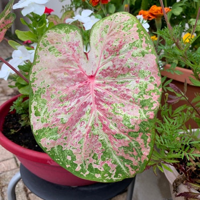 Caladium 'pink Cloud' Size 22 Bulbs New Crop 2023 in Stock - Etsy