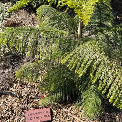 1.5 and 2 Thick REAL Indiana Limestone Address Stone Markers for Stone ...