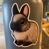 Sable point Netherland Dwarf bunny sticker cream brown rabbit - Etsy Polska