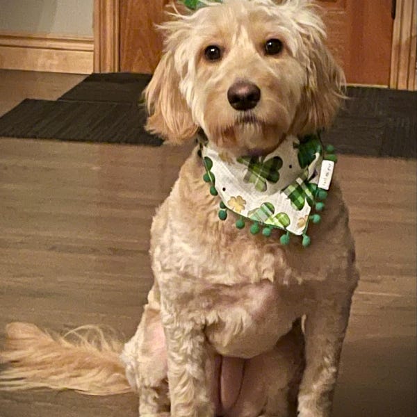 Dog Hair Bow for Dogs, Dog Hair Clip, Fall Hair Dog Bows, Hair Clip for ...