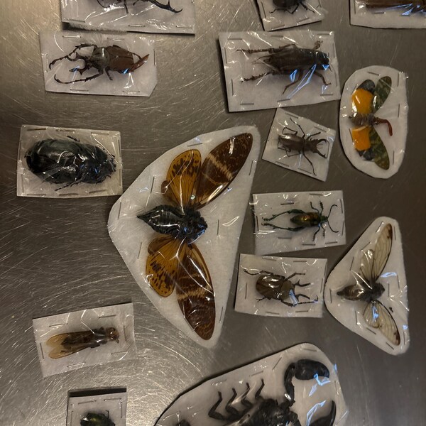 15 Real Assorted Beetles Bees Cicada Scorpion Butterfly - Preserved ...
