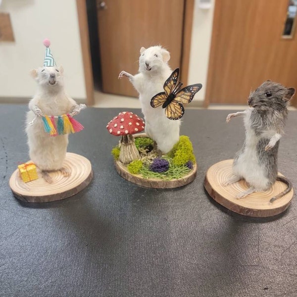 Do It Yourself Rat Taxidermy Kit With Real Rat Skin - Etsy