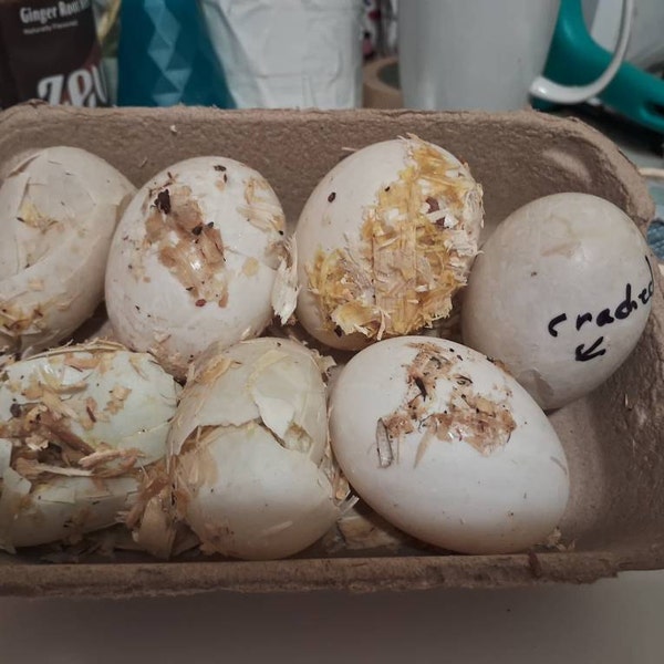 1/2 DZ XXL JUMBO Size Duck Eggs! Eggs-ellent for Next Level Dishes and ...