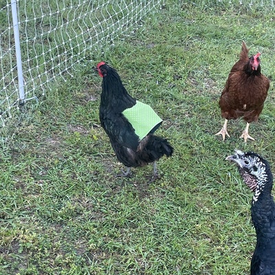 Chicken Diaper/ Hen Diaper/ Rooster Diaper/ Poultry - Etsy