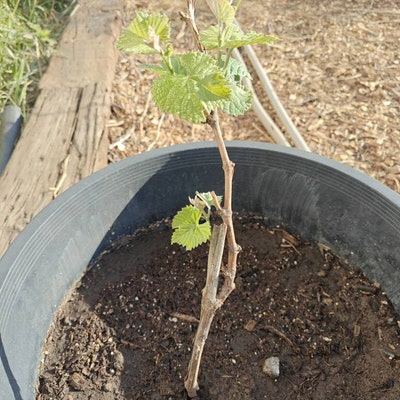 Ranunculus Aviv Rose Buy 4 Get 1 Free - Etsy