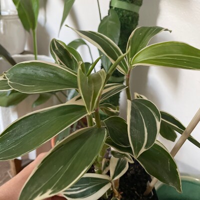 Variegated Spiral Ginger Costus Arabicus Variegatus - Etsy