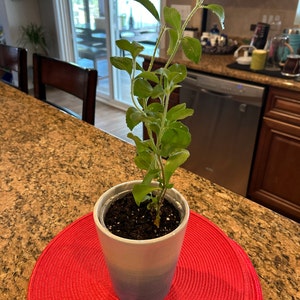 Tuberose Bulbs, Double Bloom, Polianthes Tuberosa, Rajanigandha ...