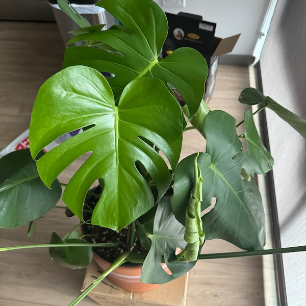 Monstera Deliciosa Large Tropical Split Leaf Plant 3 Gallon / 10" Pot ...