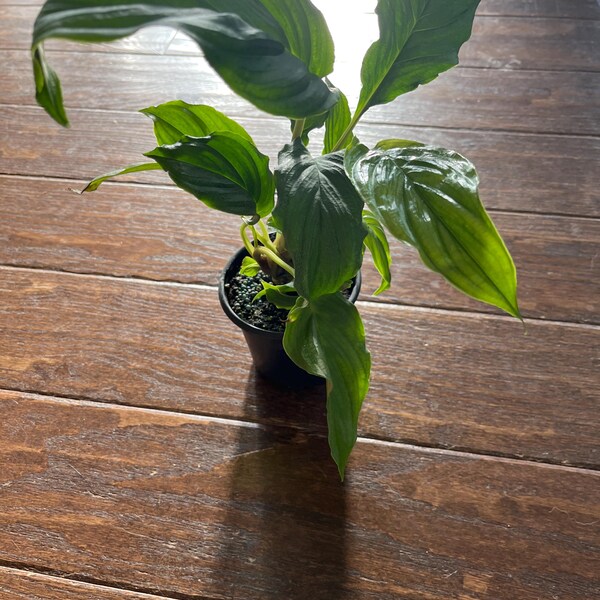 Live House Plant Bloom Fuchsia African Violet Harmony’s ‘vat Real Life ...