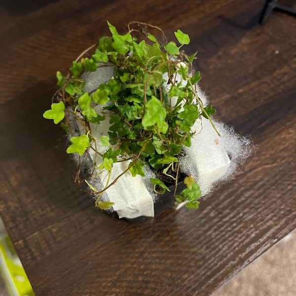 Ficus Thunbergii (oak Leaf Creeping Fig Aka Ficus Pumila Var ...