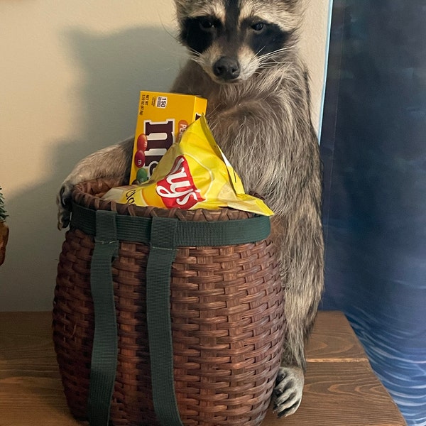 Whitetail Deer Head Shoulder Mount Taxidermy Cape Shed Antler Hunt Mule ...