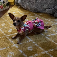 University of Alabama Dog Dress - Etsy UK