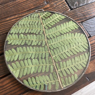 Pressed Fern Frame Fern in Round Frame Green Fern in Glass - Etsy