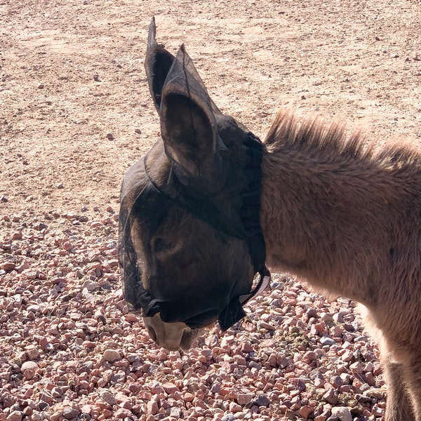 Mini Donkey Fly Mask - Etsy