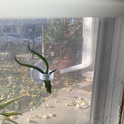 Tillandsia Bulbosa Alien Air Plant - Etsy